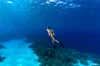 Experiment with Underwater Flash Photography — Sarah Lee Photo