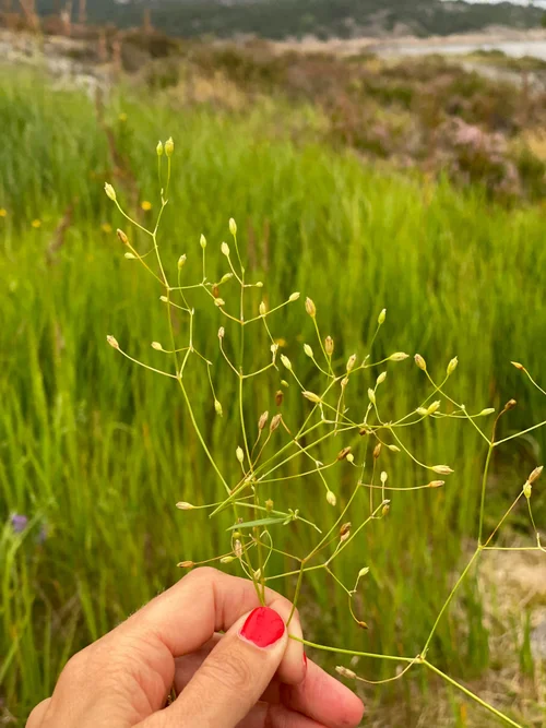 textile patterns — Plesner Patterns