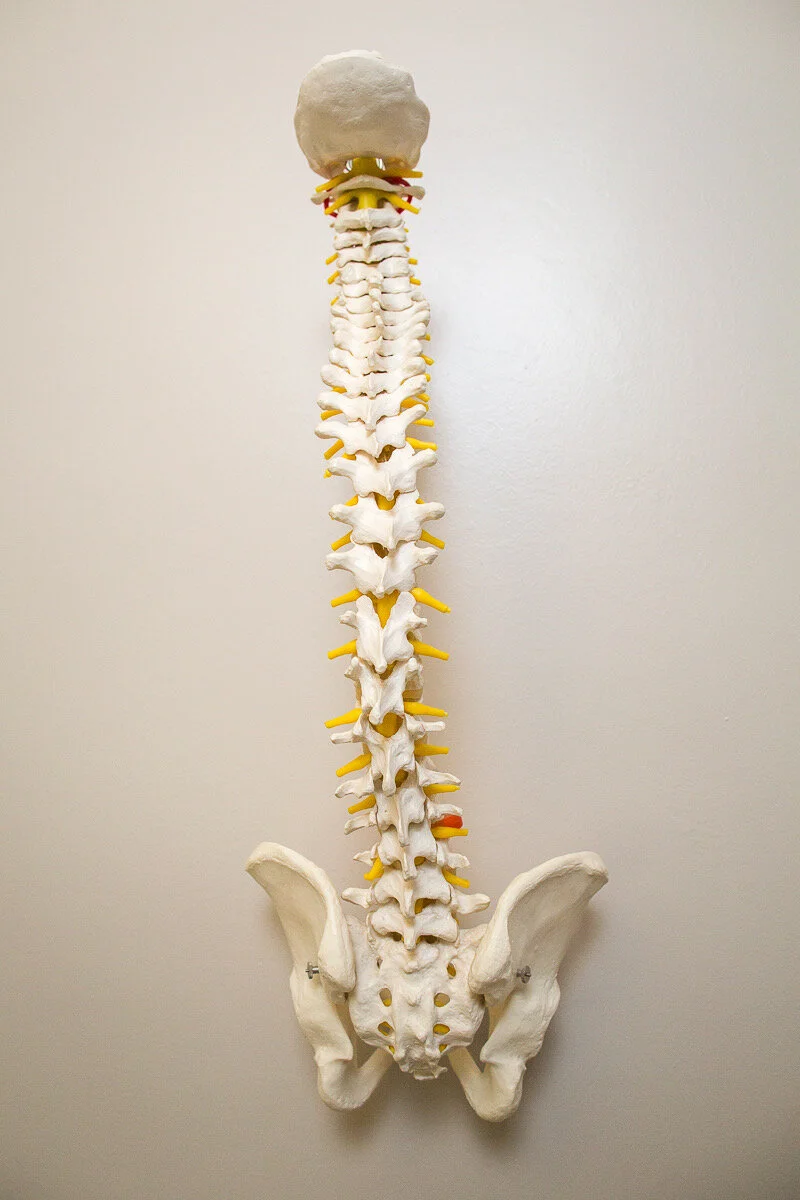 Real Human Spine