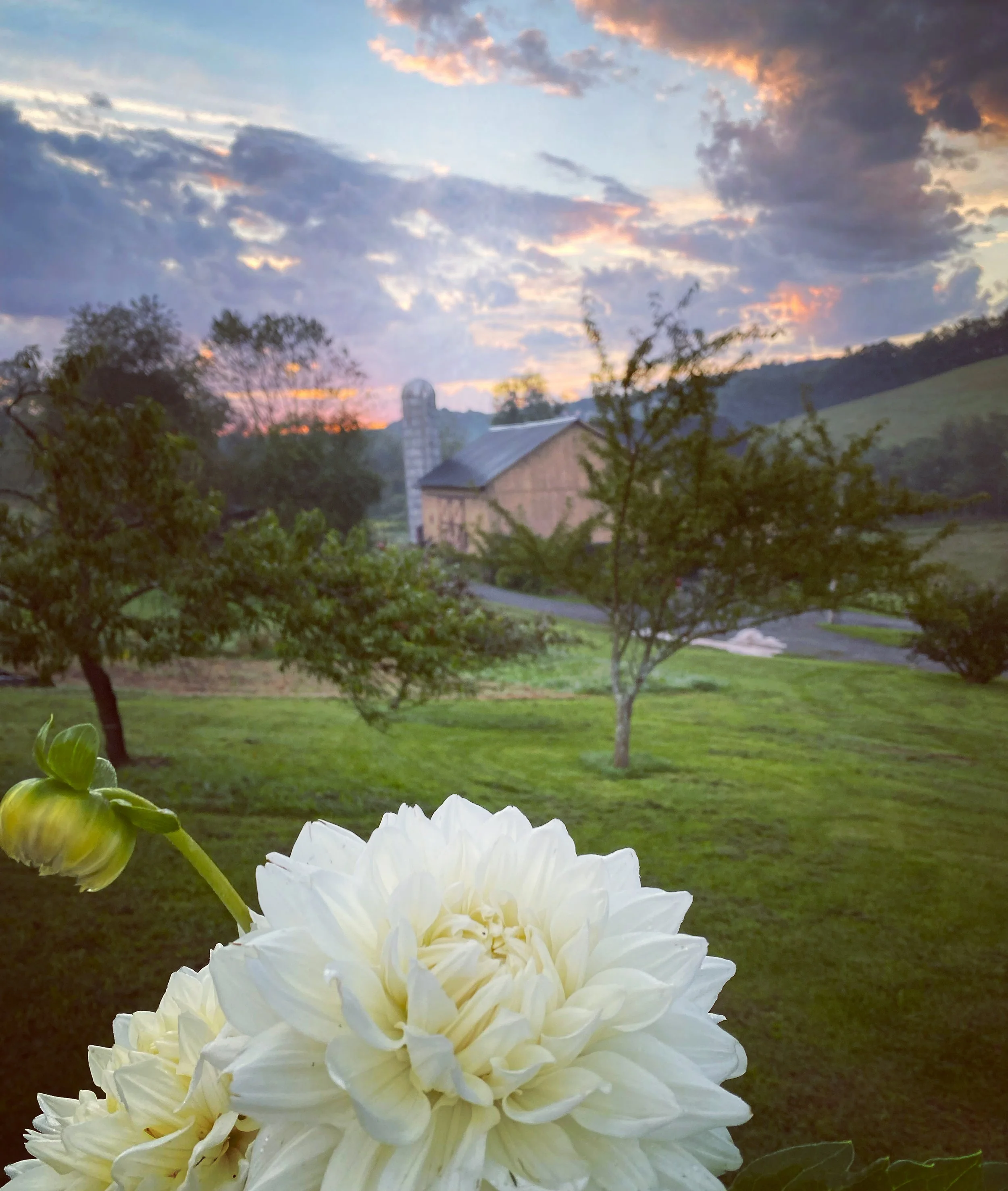Shop — Long Lane Farm Flowers