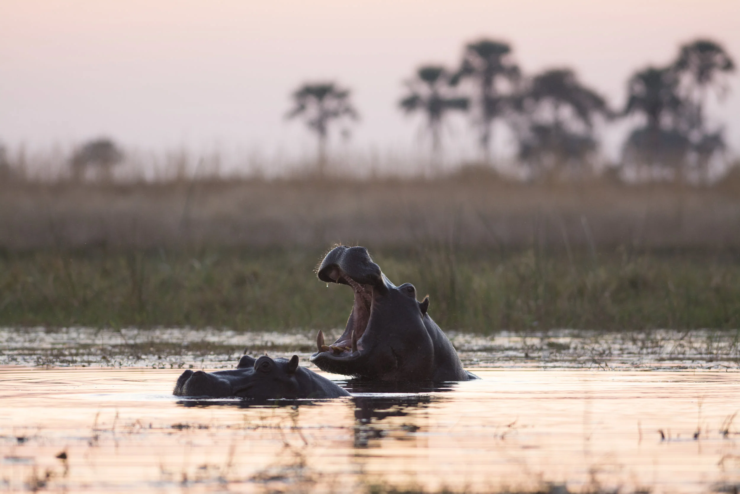 Press Room — Campaign for Nature