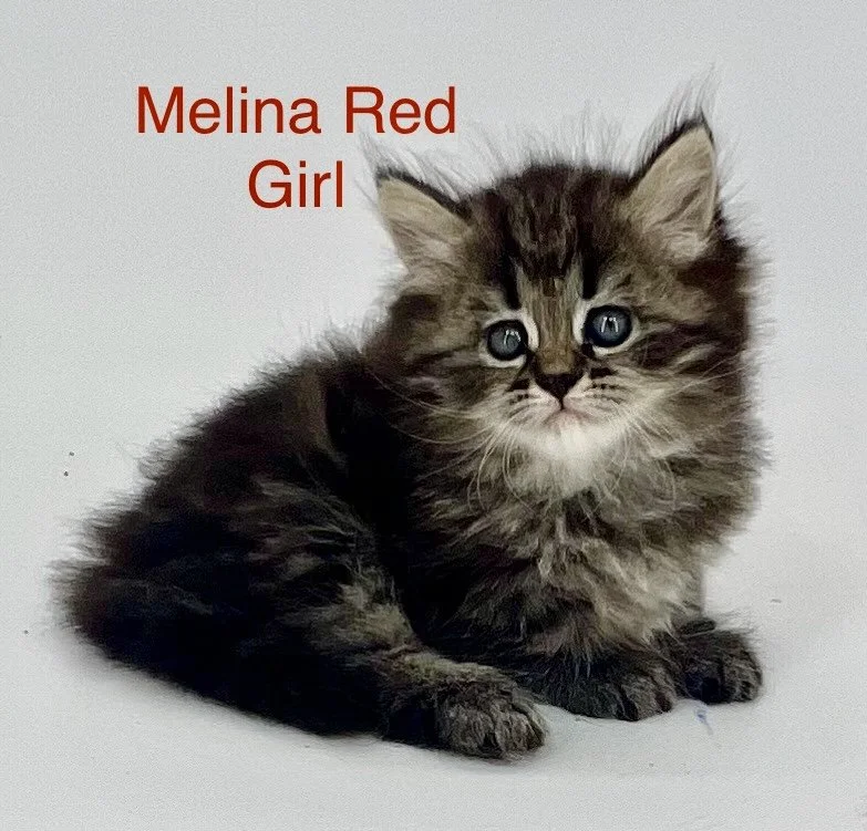 KITTENS — SIBERIAN BEST