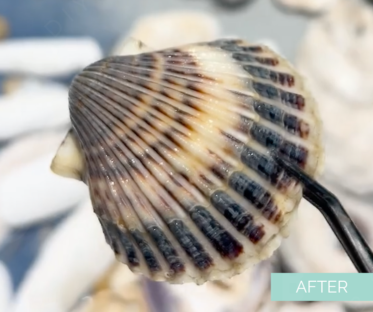 Can You Clean Shells with Citric Acid? A DIY Shell Cleaning Experiment ...