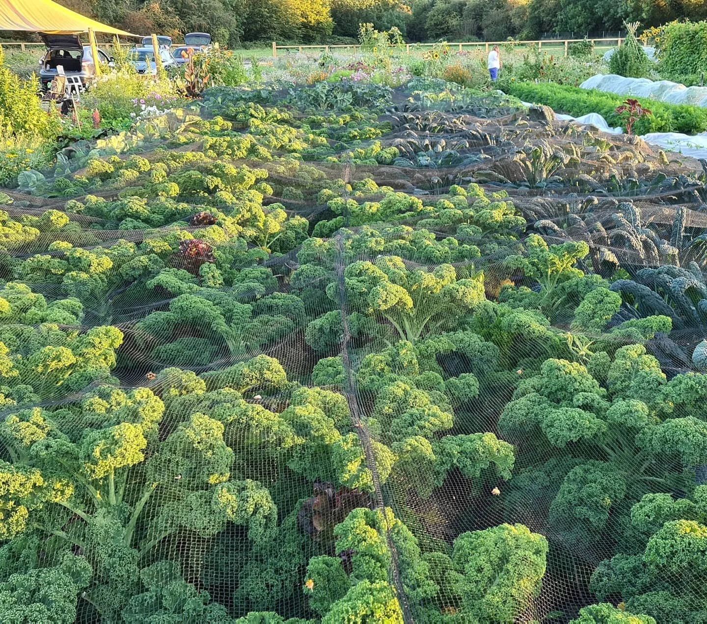 CAMBRIDGE — COFARM