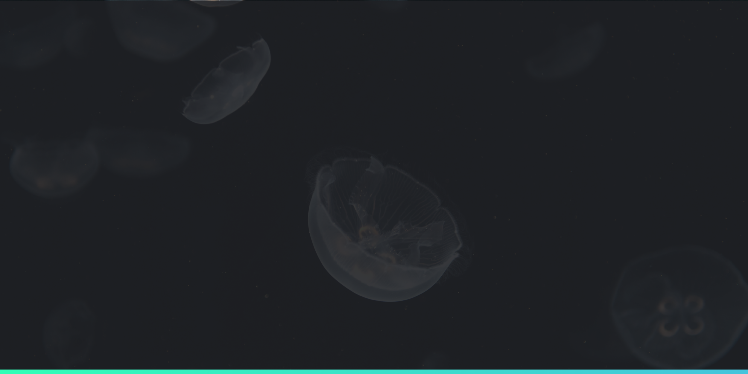 Case Studies — JJELLYFISH