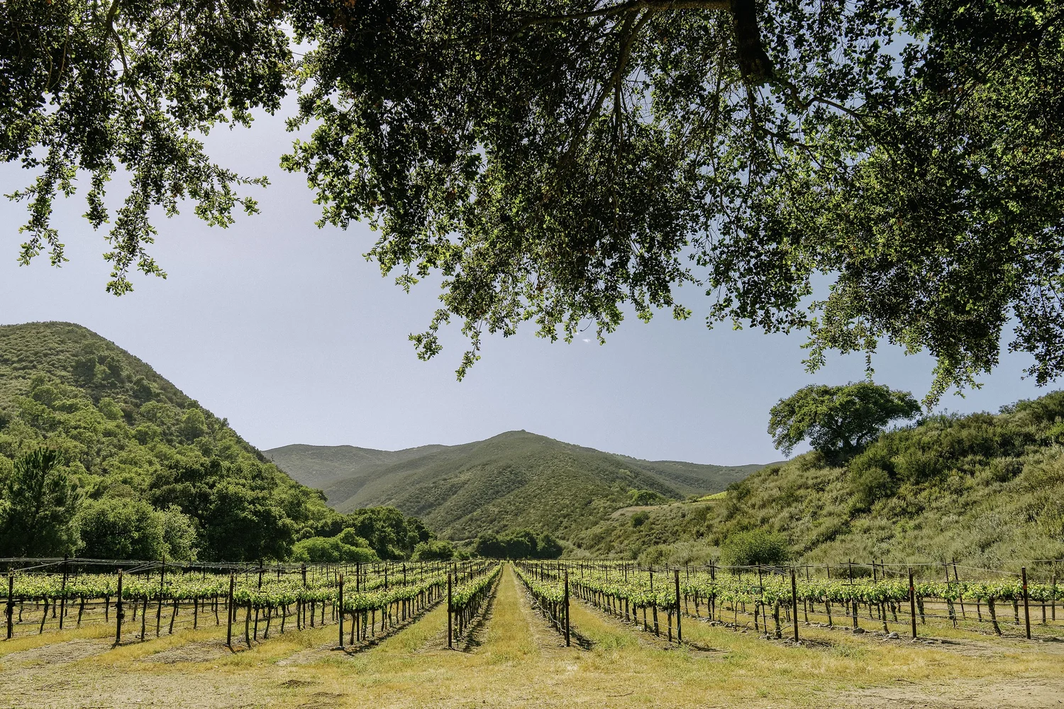 Ten Things I Learned from a Trip to Wine California I Pisoni Vineyards ...