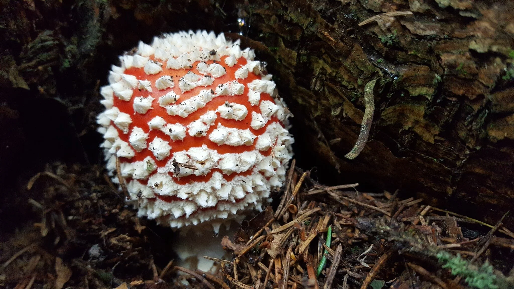 Fungi International: Spreading spores around the world! — Central Texas ...