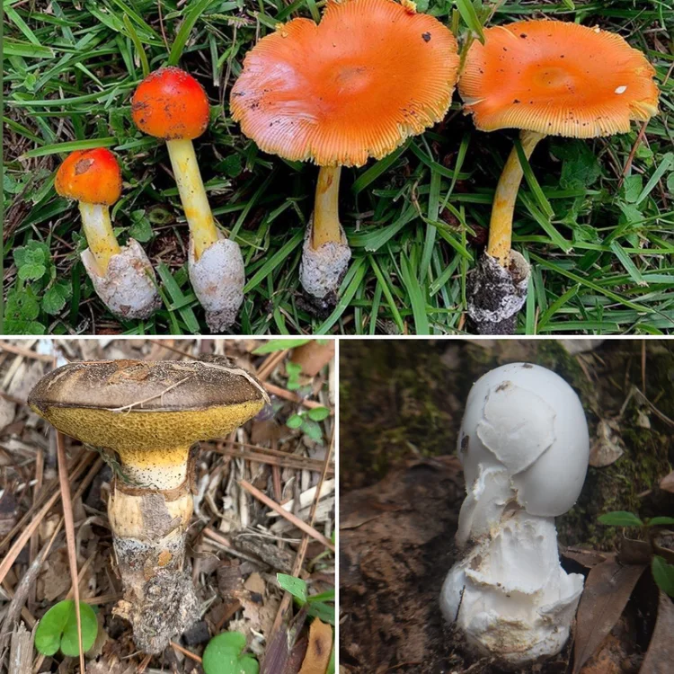 Photography Tips for Mushroom Identification — Central Texas ...