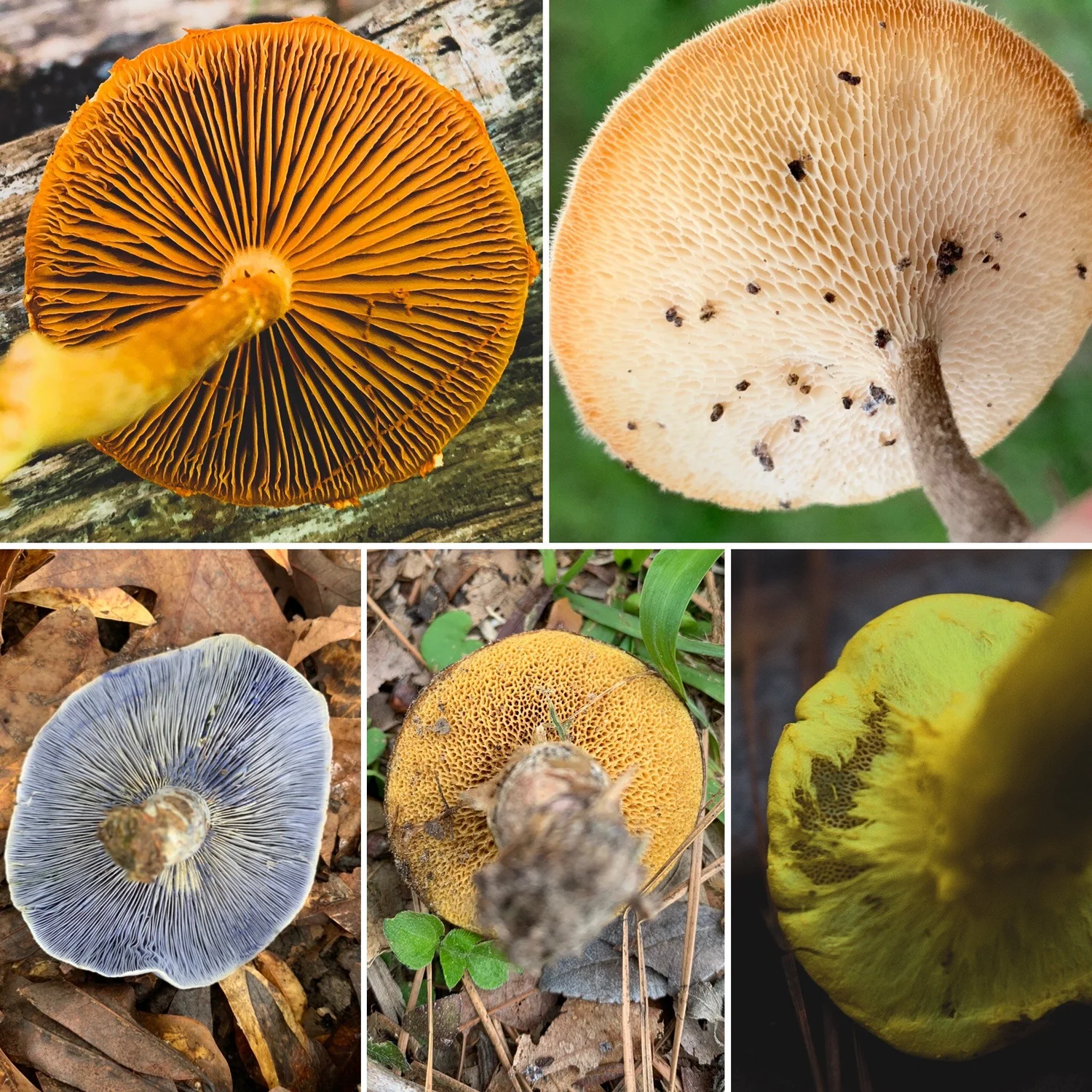 How To Identify Edible Wild Mushrooms