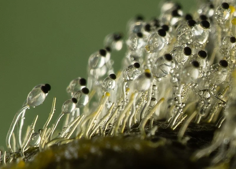 Structure and Function Relationships in the Fungal Kingdom — Central ...