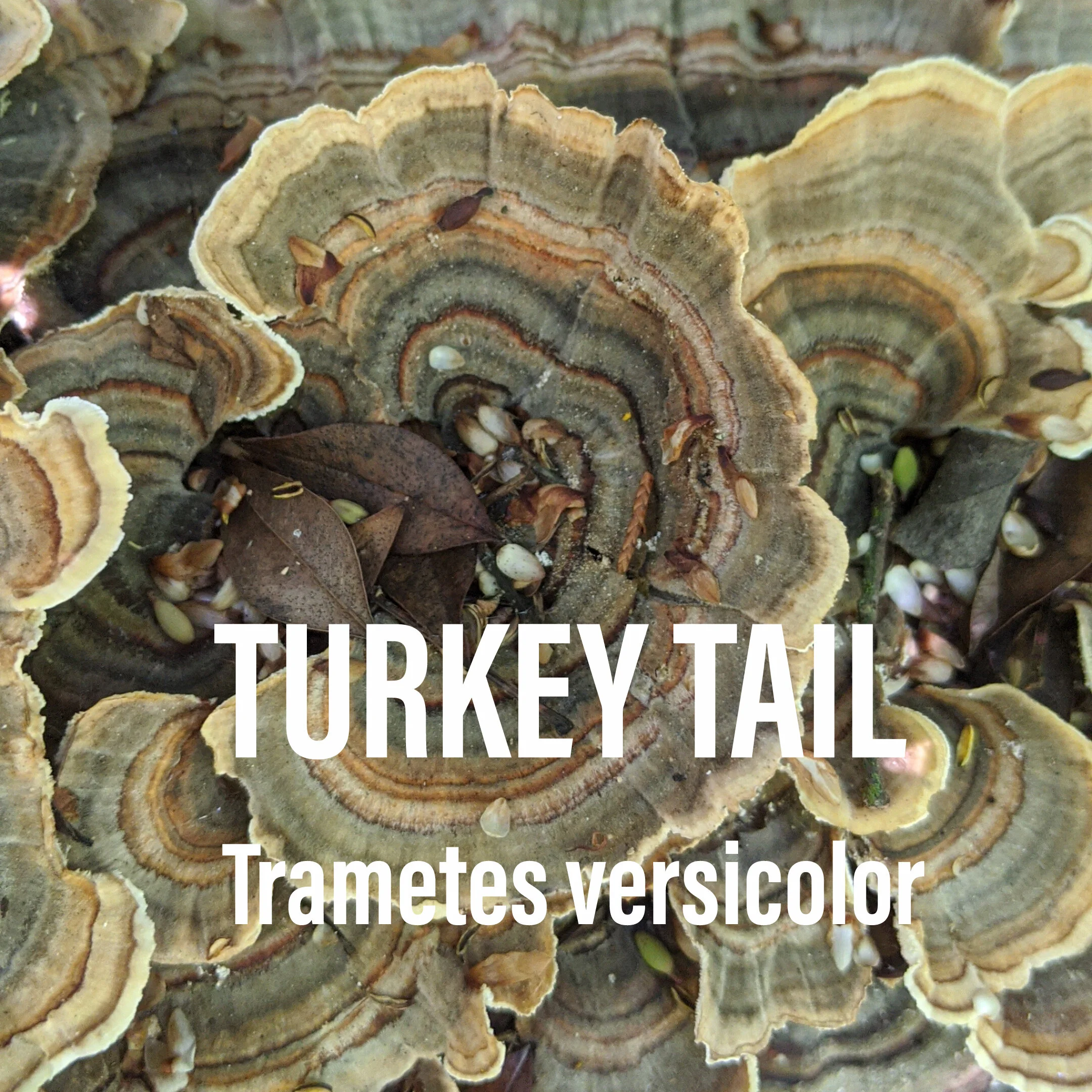 November Forage Forecast — Central Texas Mycological Society
