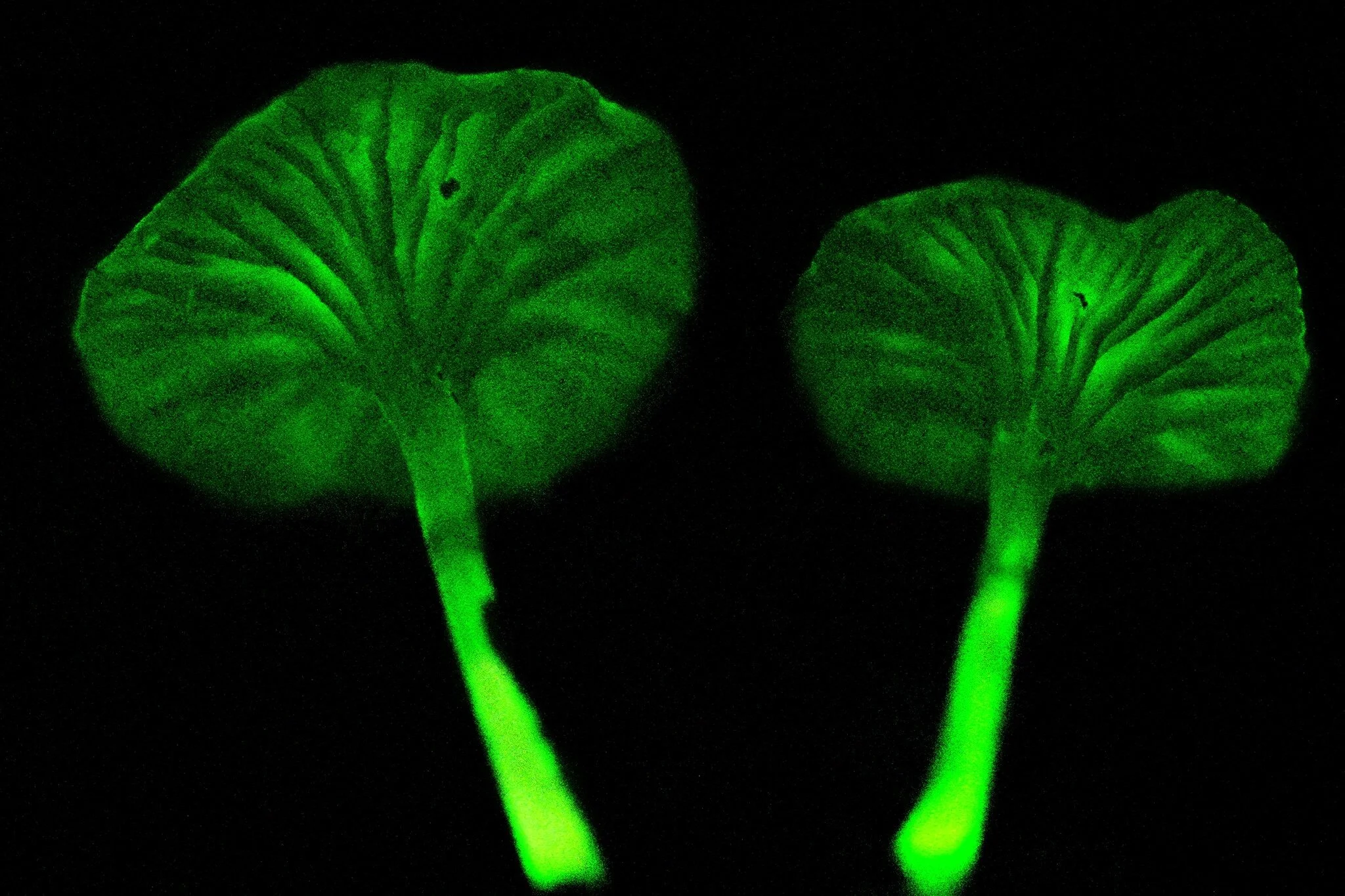 Bioluminescent and Fluorescent Fungi with Alan Rockefeller — Central ...