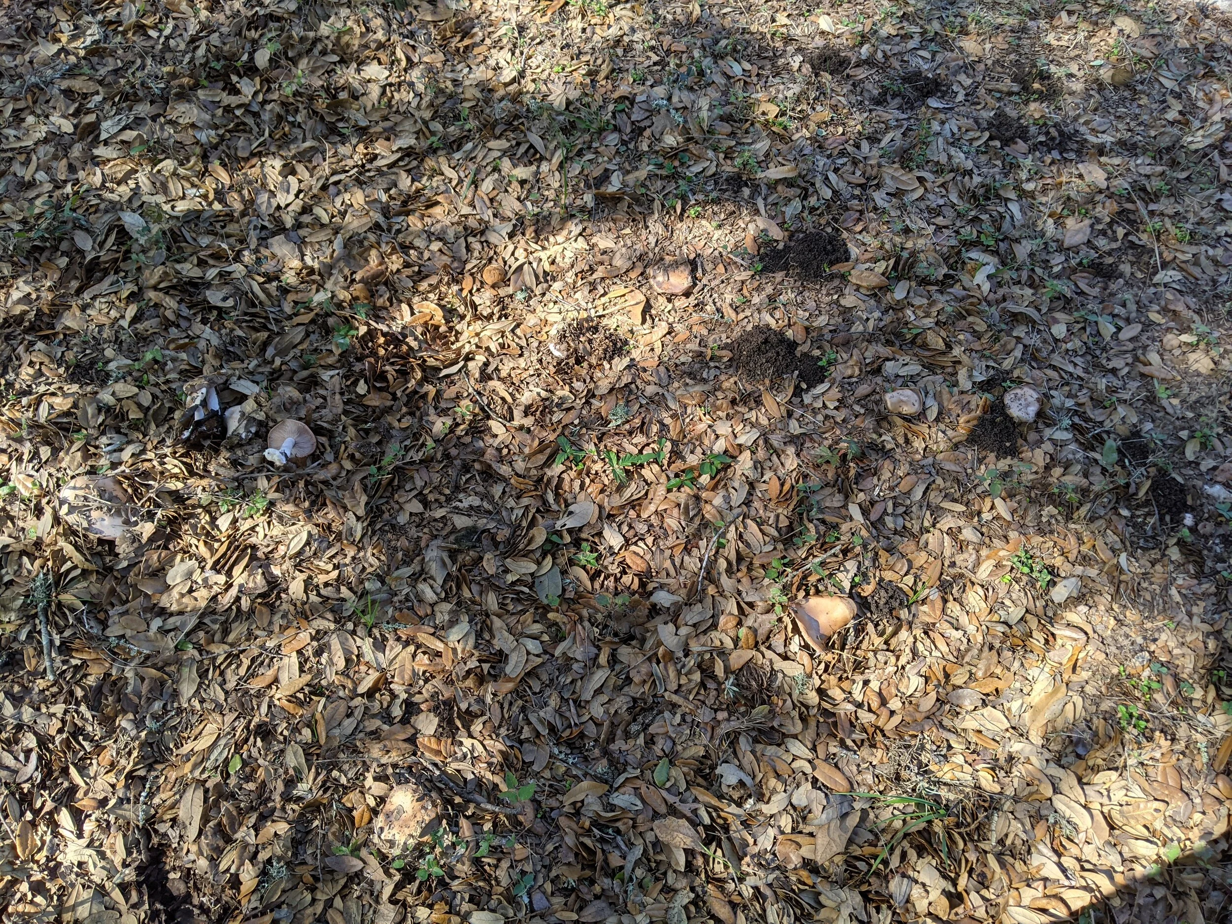 Identifying Wood Blewits from Cortinarius Look-a-likes — Central Texas ...