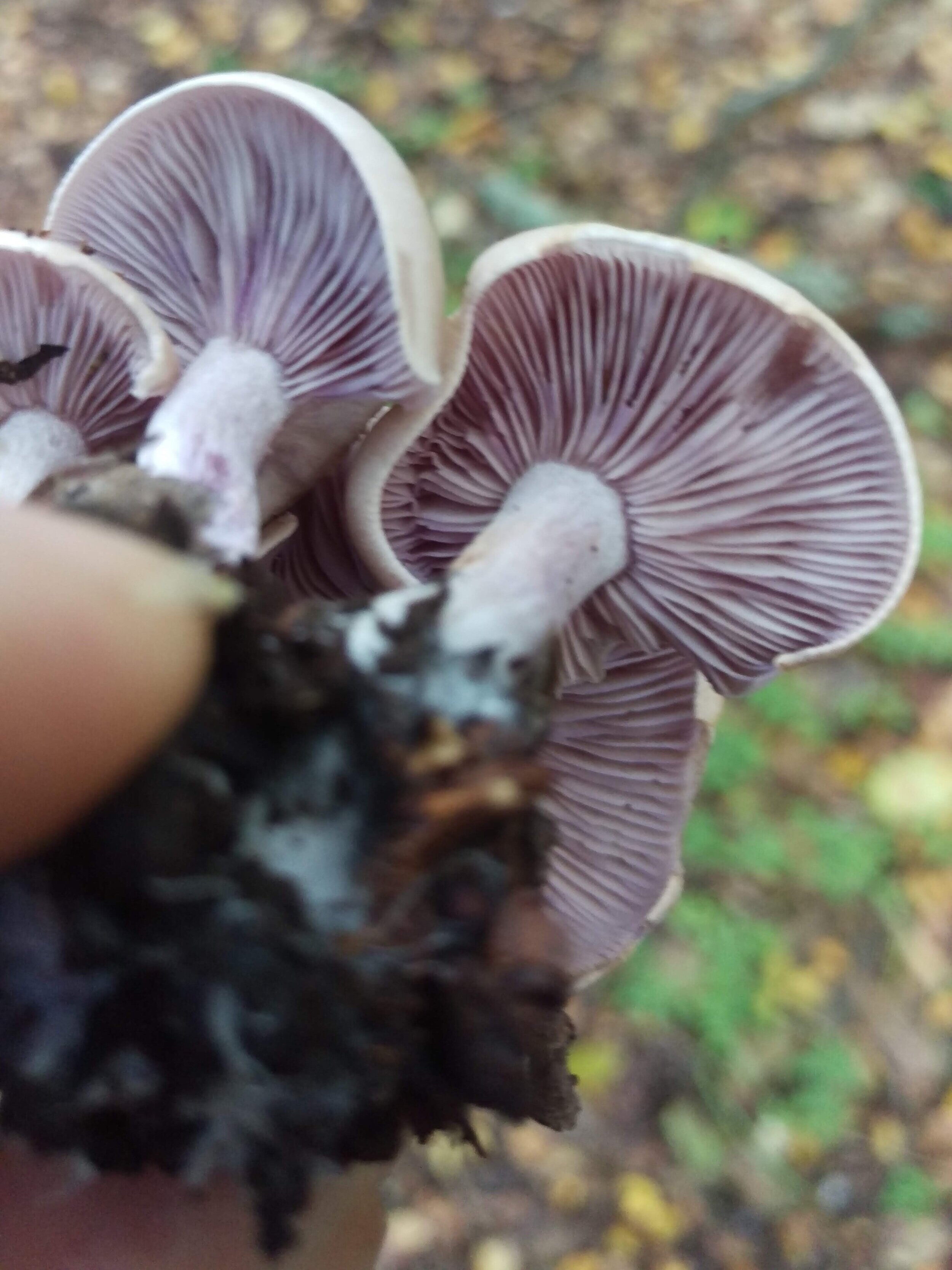 Identifying Wood Blewits from Cortinarius Look-a-likes — Central Texas ...