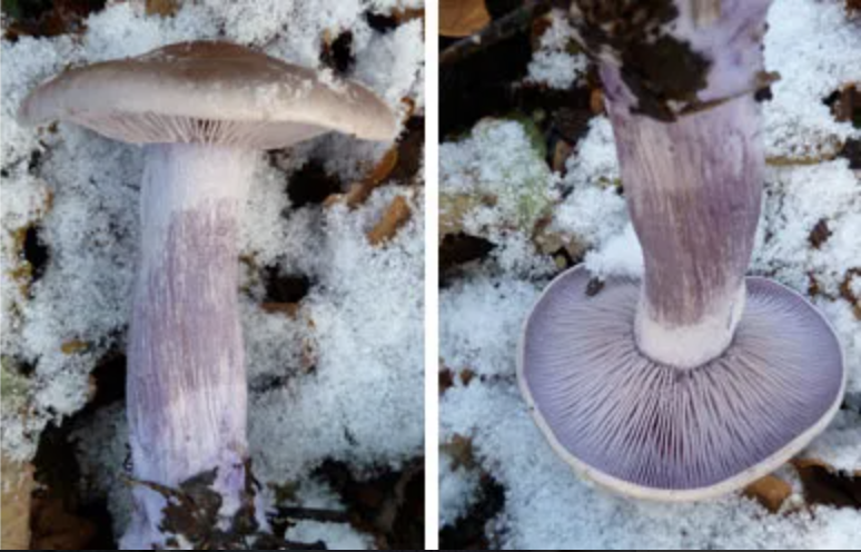 Identifying Wood Blewits from Cortinarius Look-a-likes — Central Texas ...
