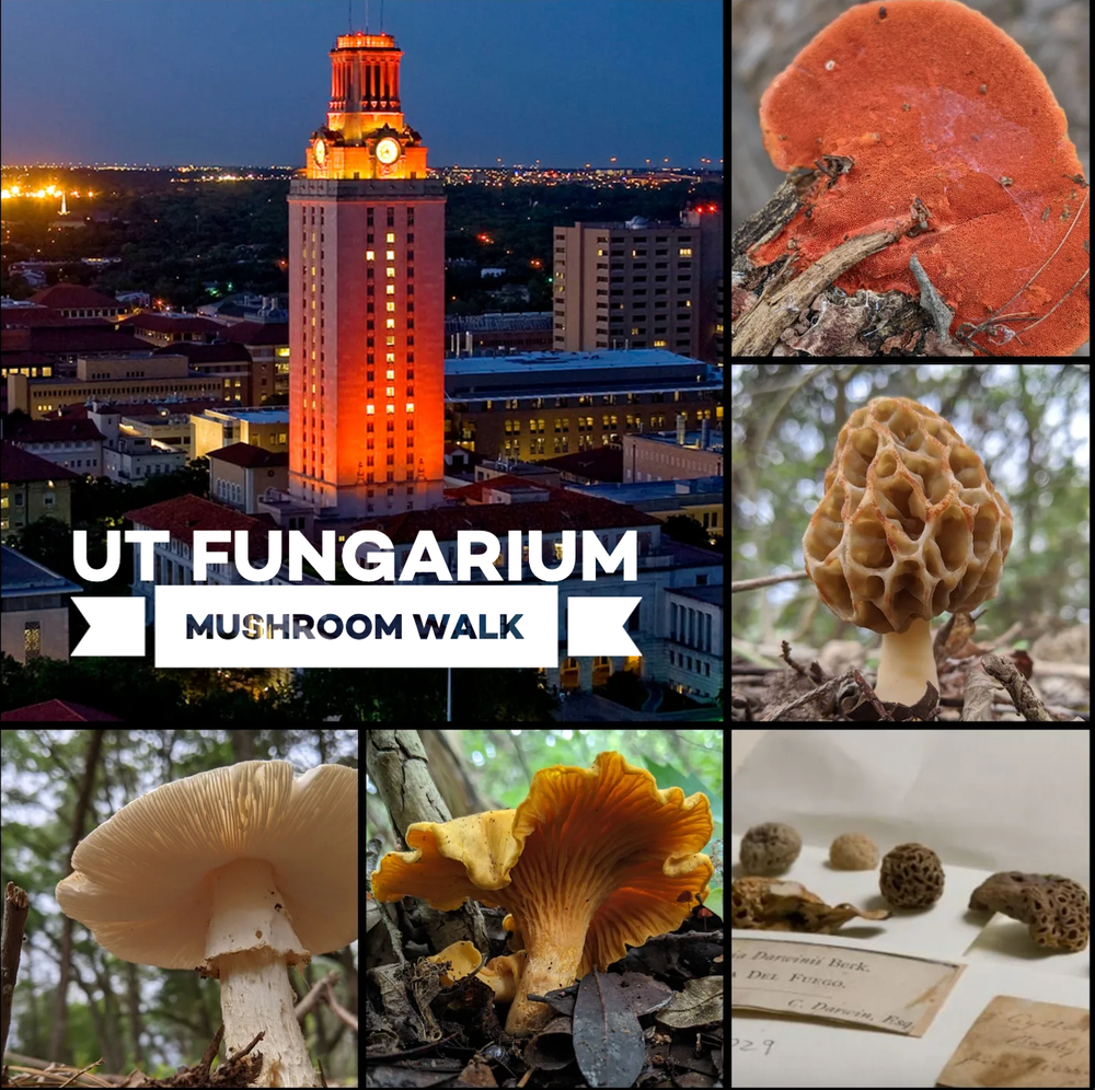 UT Fungarium Mushroom Walk — Central Texas Mycological Society
