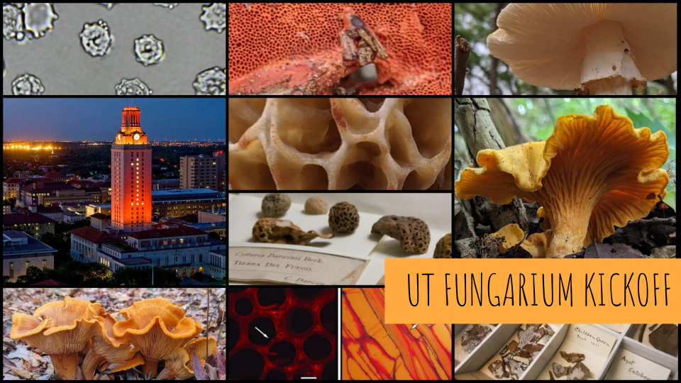 UT Fungarium Mushroom Walk — Central Texas Mycological Society