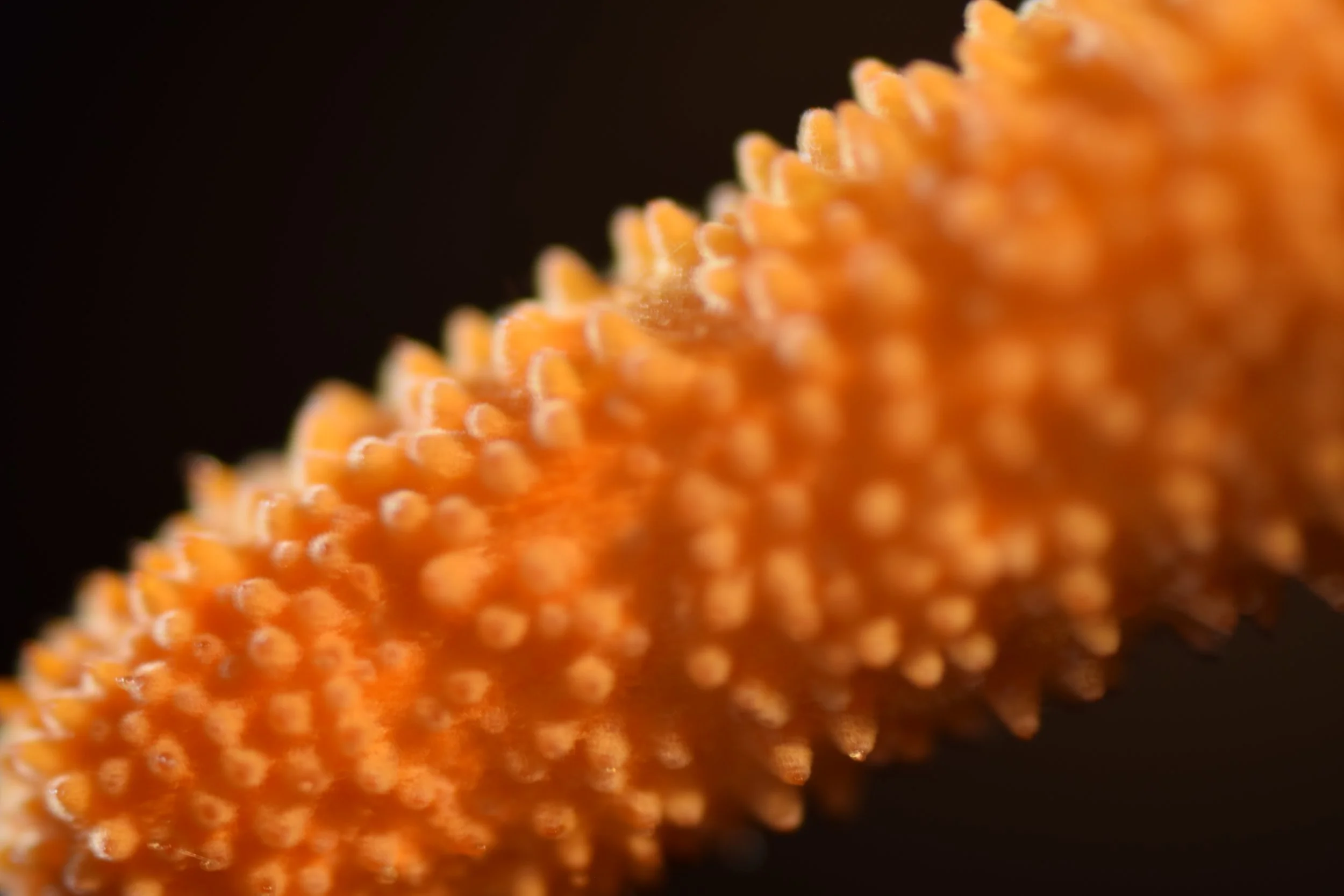 Calendar — Central Texas Mycological Society