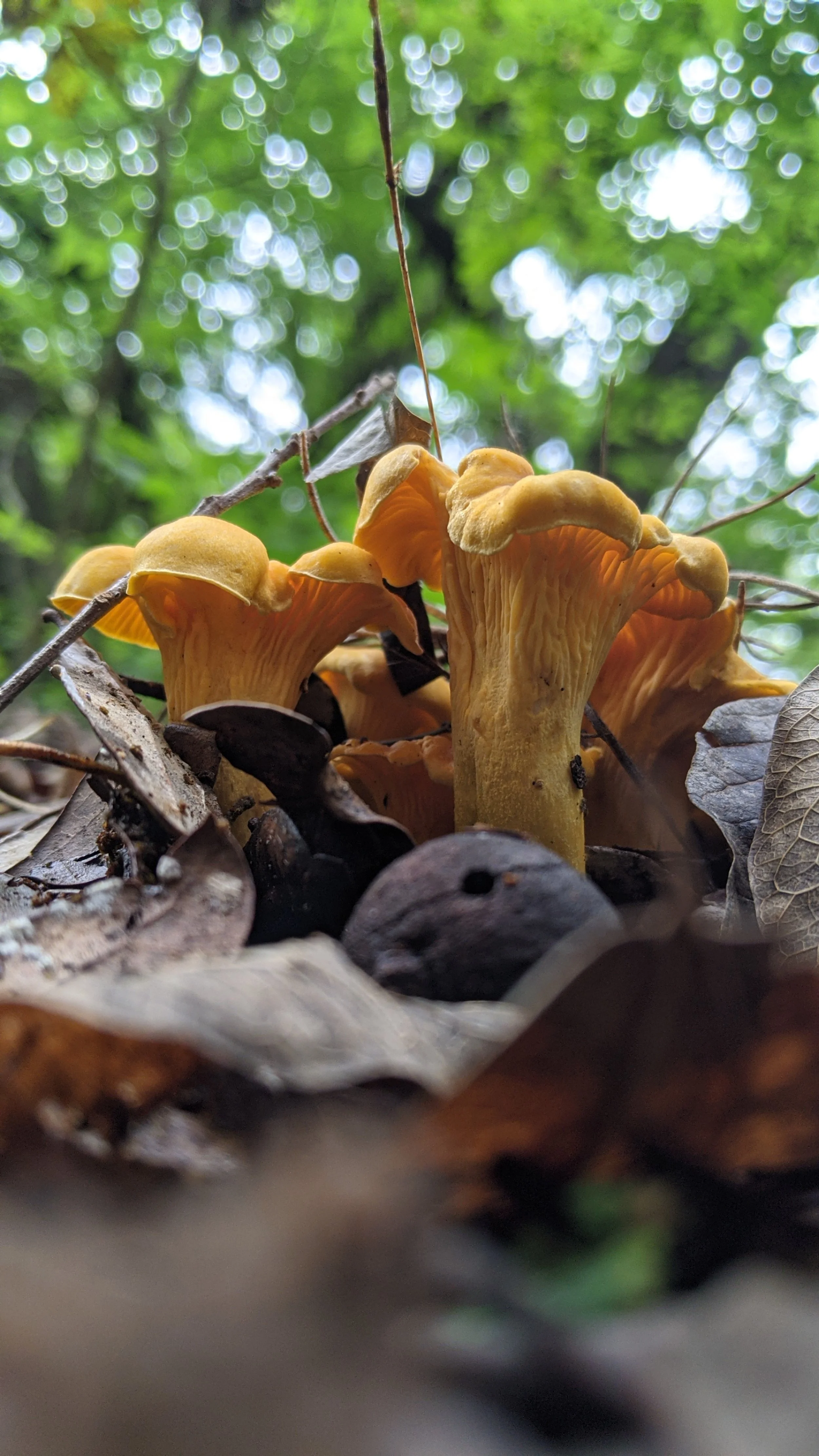 Calendar — Central Texas Mycological Society