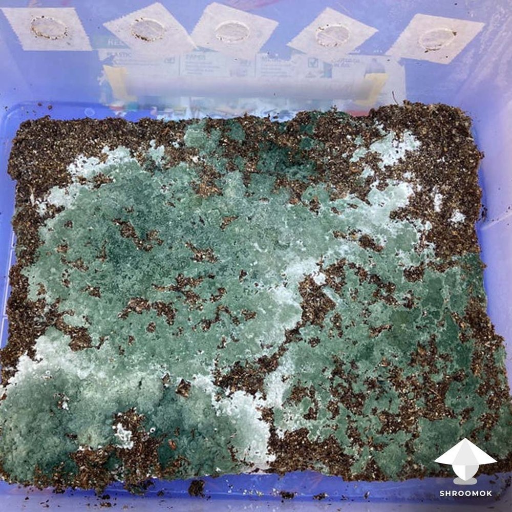 Benefits of Green Mold, AKA Trichoderma Fungi — Central Texas Mycological Society