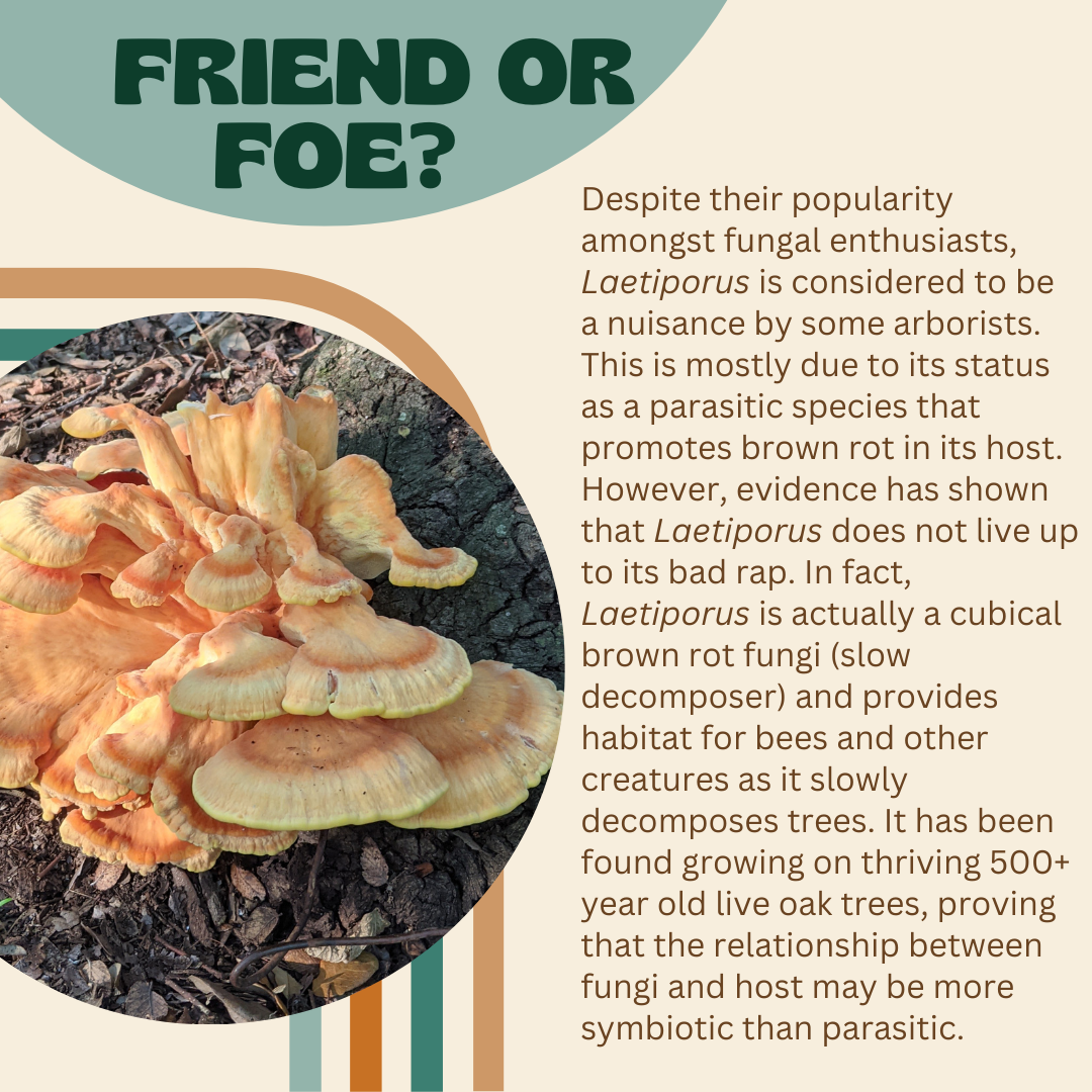 October Mushroom of the Month: Laetiporus sp — Central Texas ...