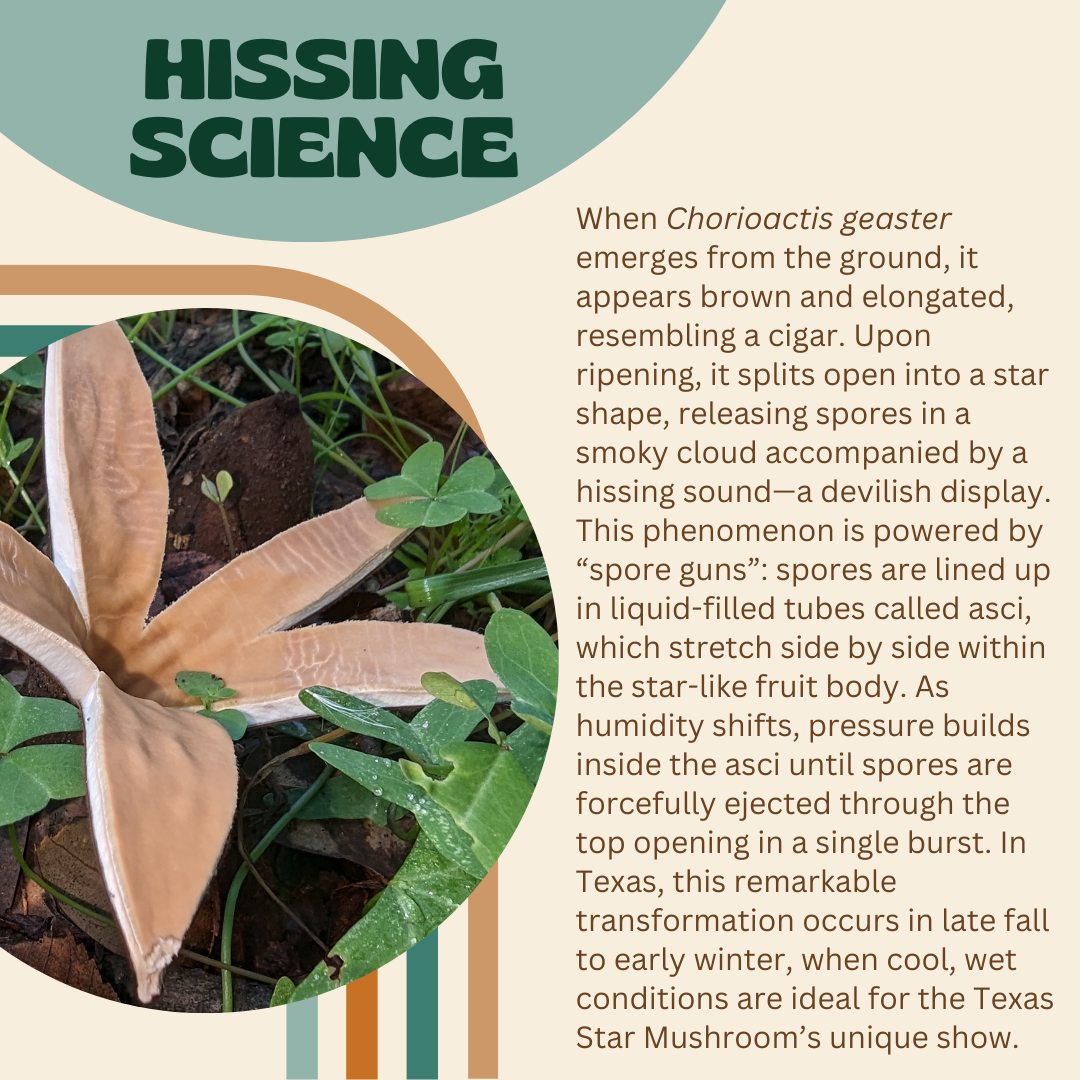 November Mushroom of the Month: Chorioactis geaster — Central Texas ...