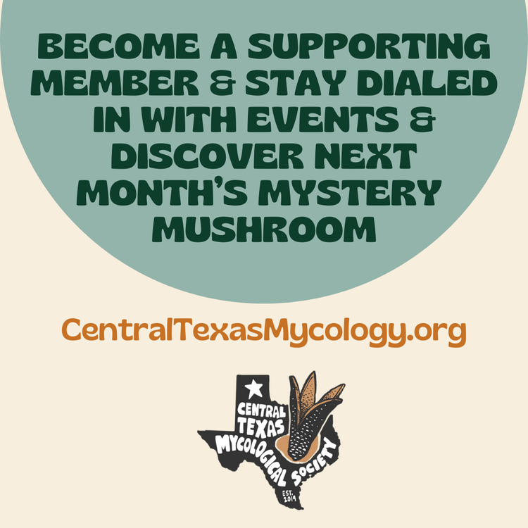 November Mushroom of the Month: Chorioactis geaster — Central Texas ...