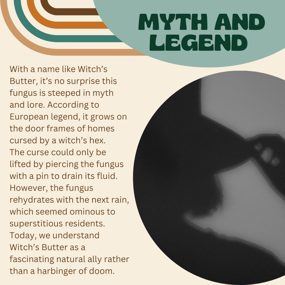 December Mushroom of the Month: Witch’s Butter, Tremella mesenterica ...