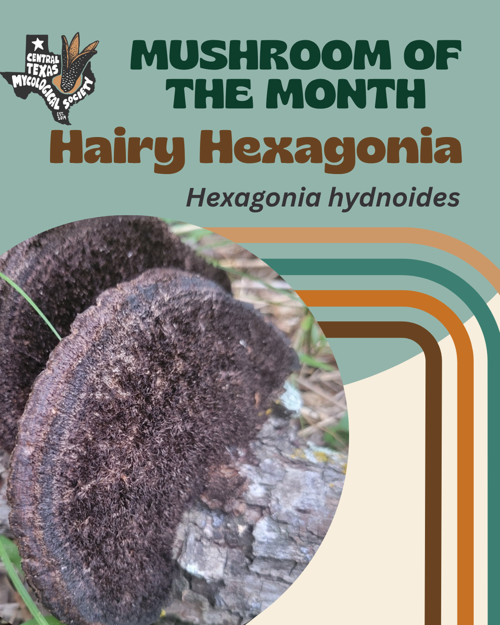 October Mushroom of the Month: Hairy Hexagonia, Hexagonia hydnoides ...