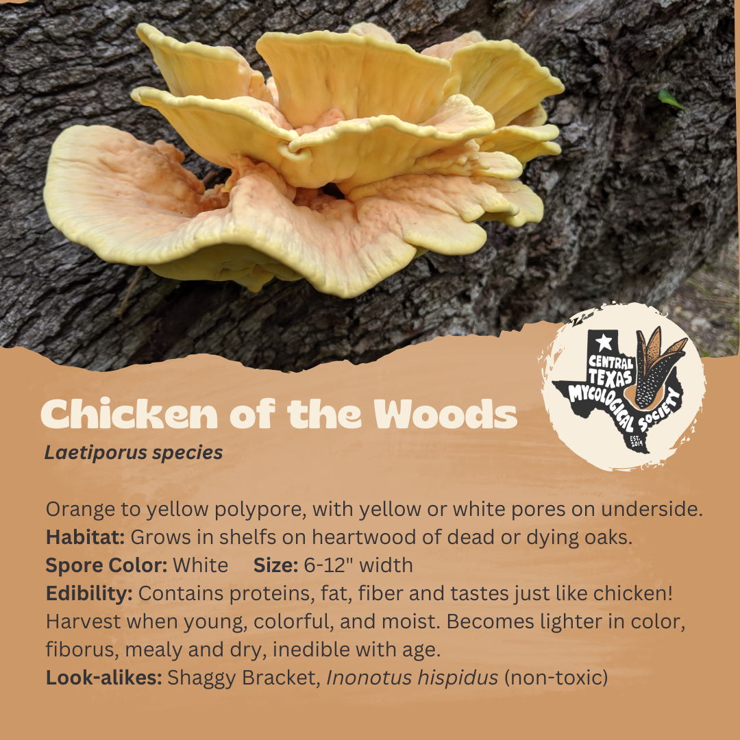 August Foraging Forecast — Central Texas Mycological Society