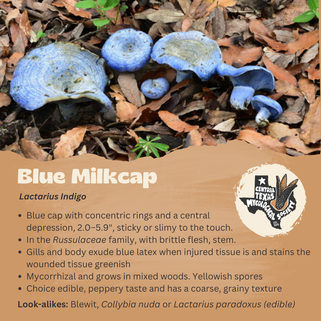 June Foraging Forecast — Central Texas Mycological Society