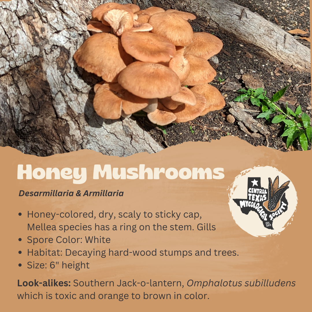 May Foraging Forecast — Central Texas Mycological Society