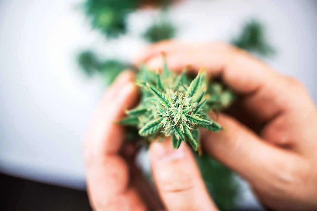 Launch with Impact: 3 Ways to Build Your Dispensary Brand — Budvue ...