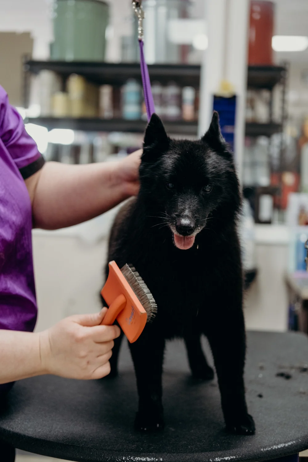 Syracuse Dog Grooming: Nail Clipping, Baths, Haircuts: Perfect Paw