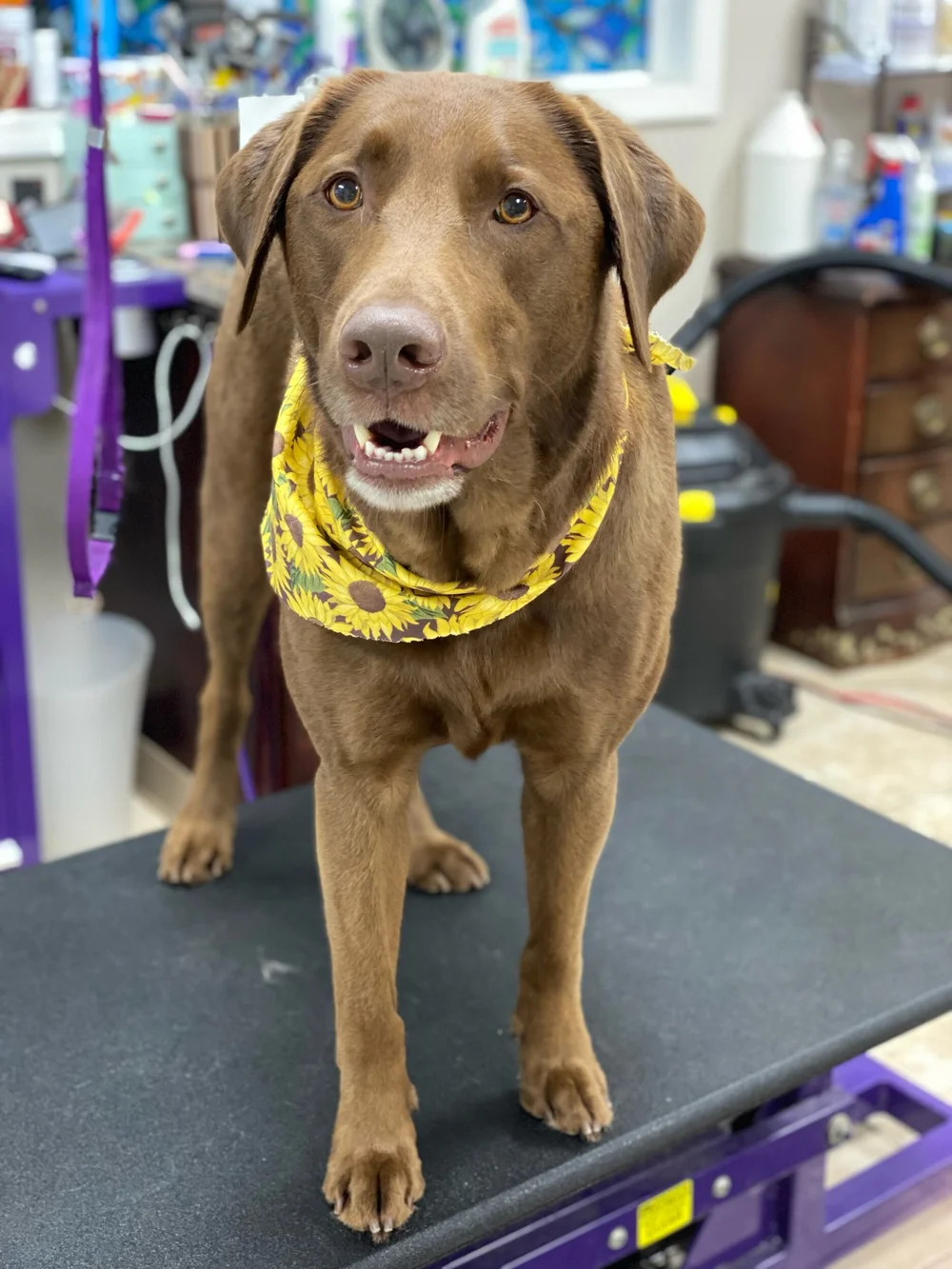 Syracuse Dog Grooming: Nail Clipping, Baths, Haircuts: Perfect Paw