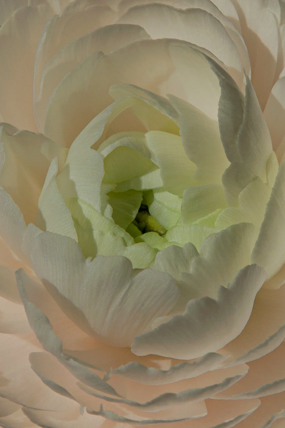 Digital Portfolio — Chelsea J. O'Leary