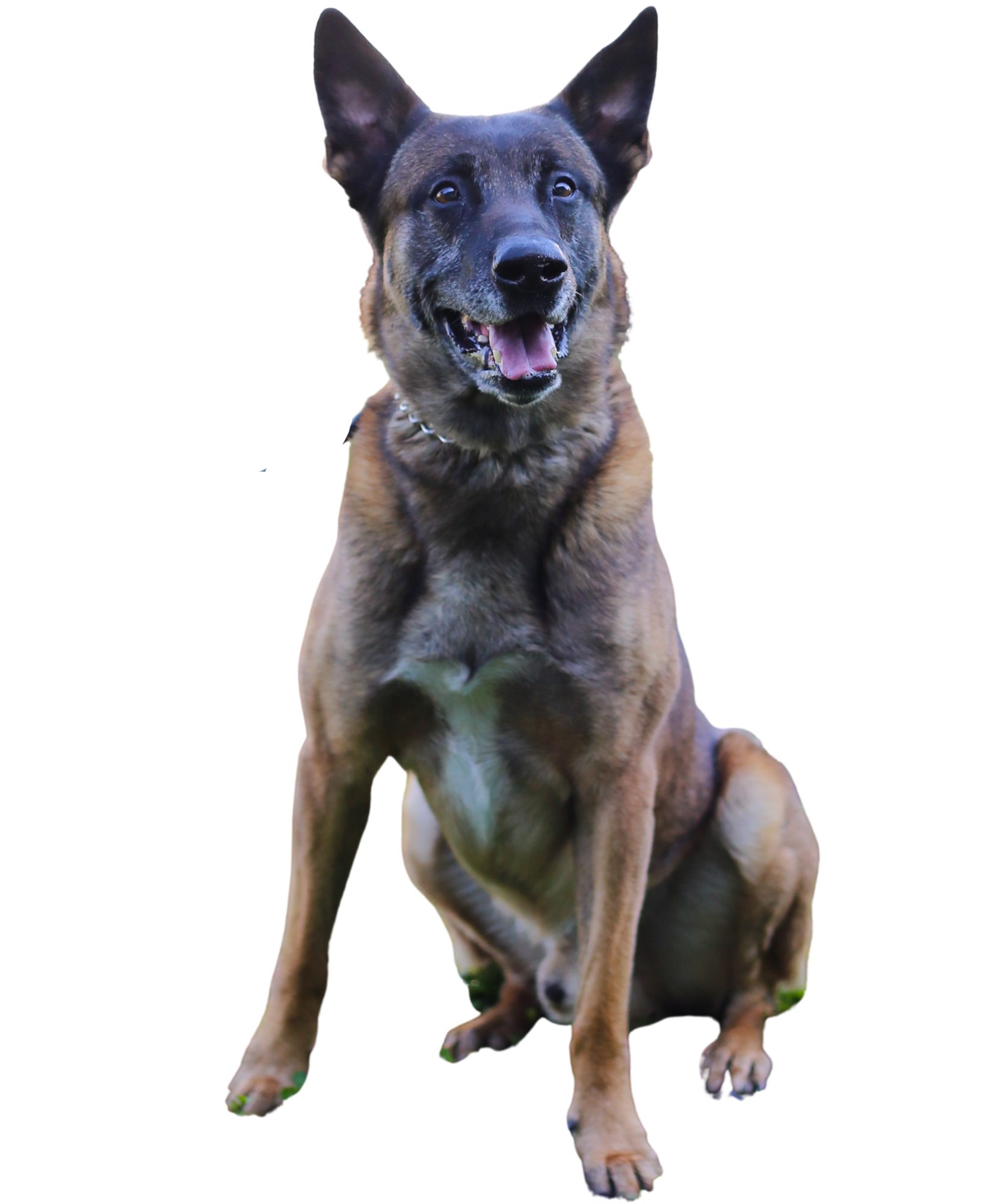 K9 Unit History — Long Beach K9 Officers Association