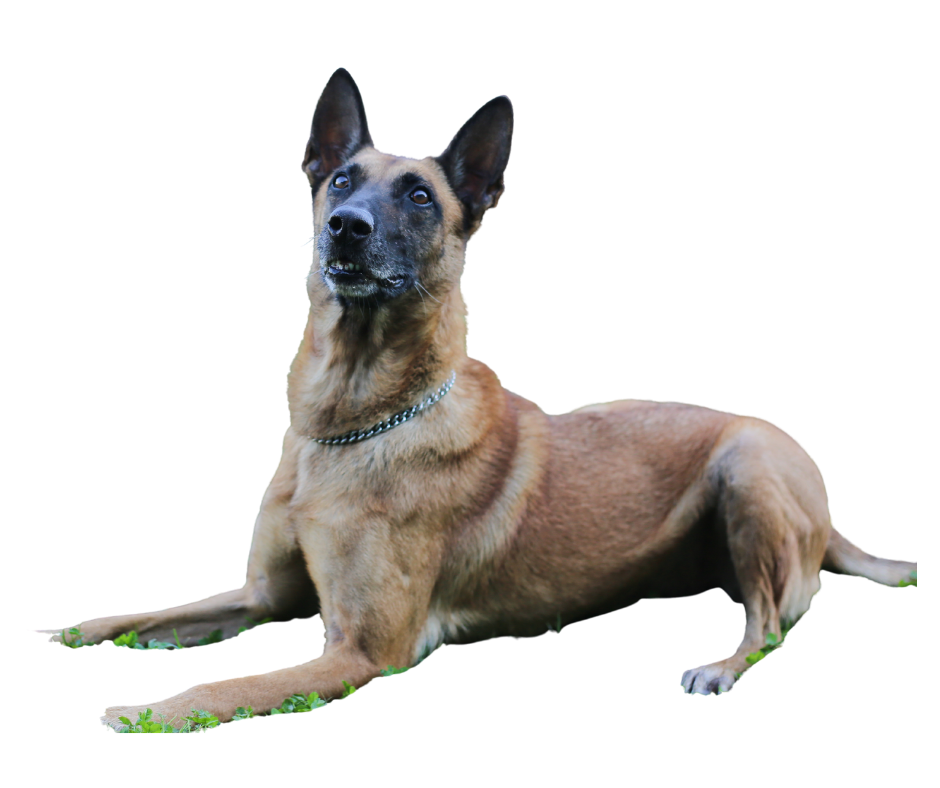 K9 Unit — Long Beach K9 Officers Association