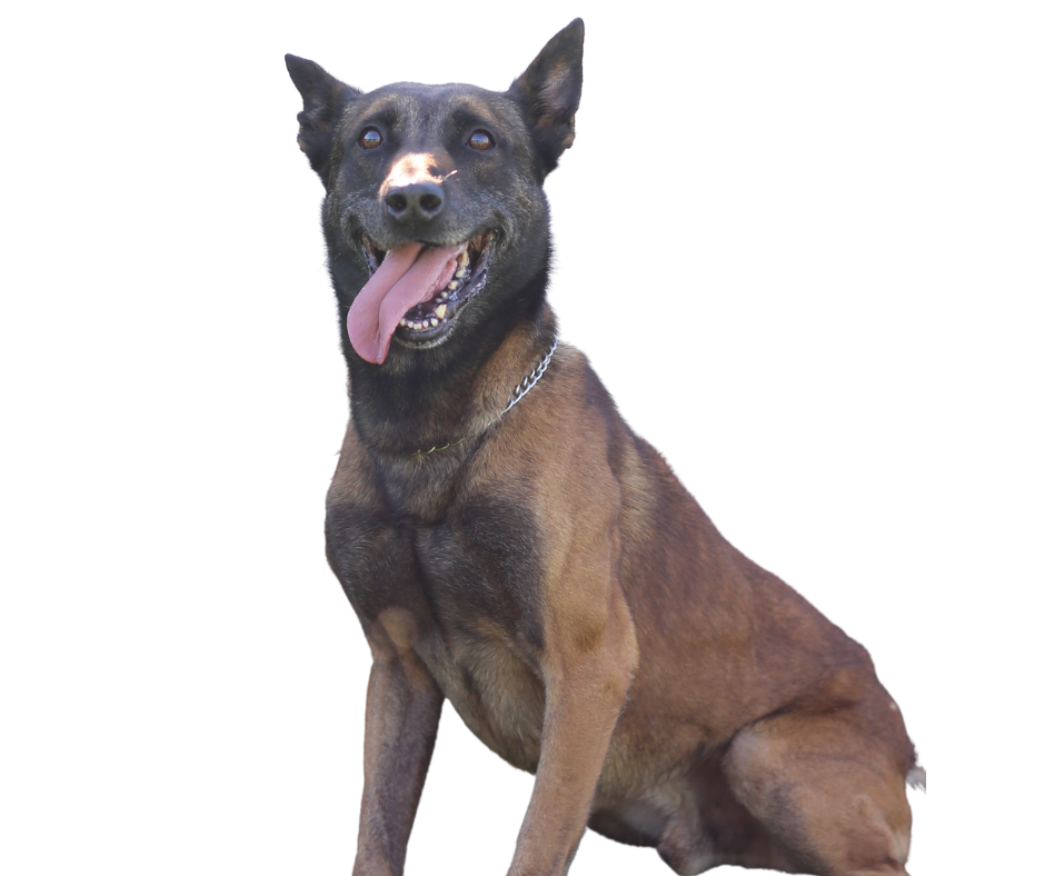 K9 Unit — Long Beach K9 Officers Association