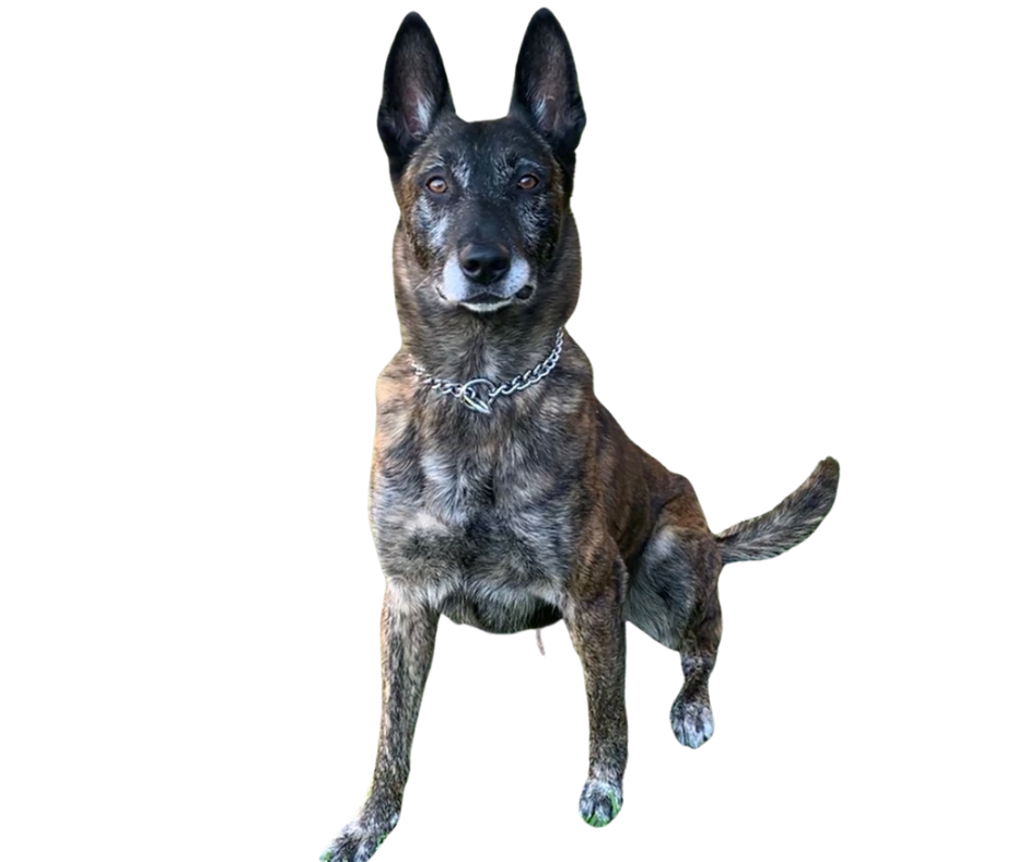 K9 Unit — Long Beach K9 Officers Association