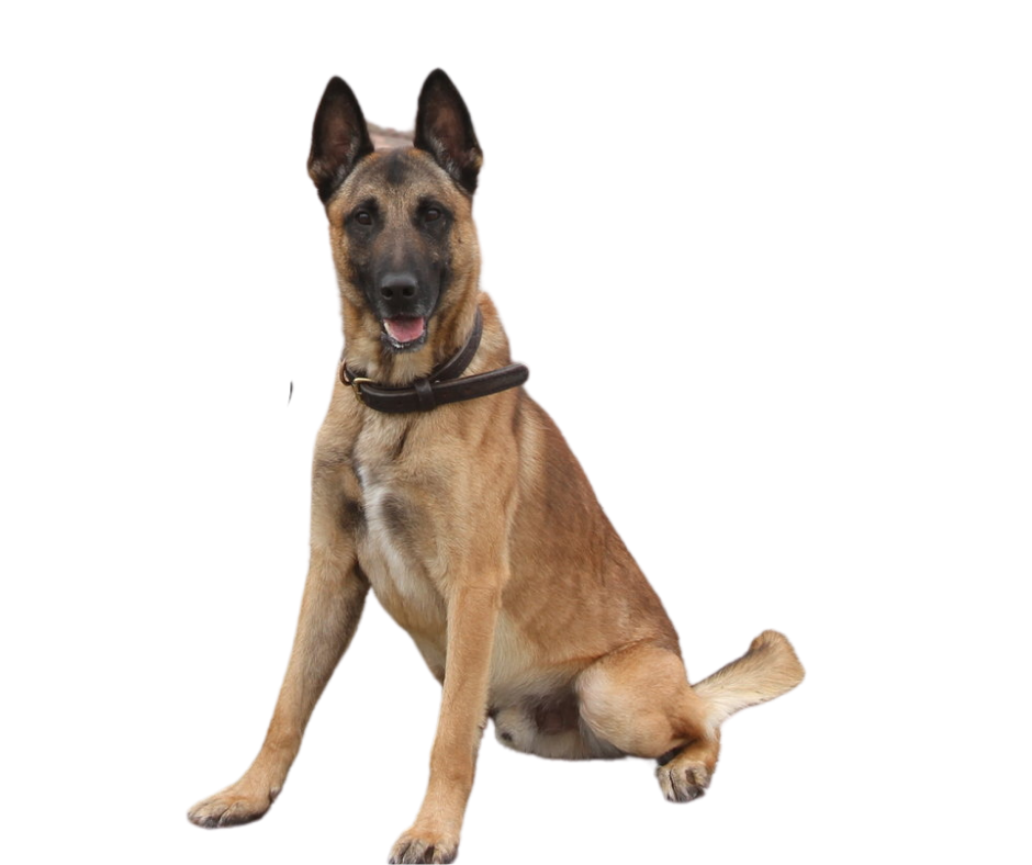 K9 Unit — Long Beach K9 Officers Association