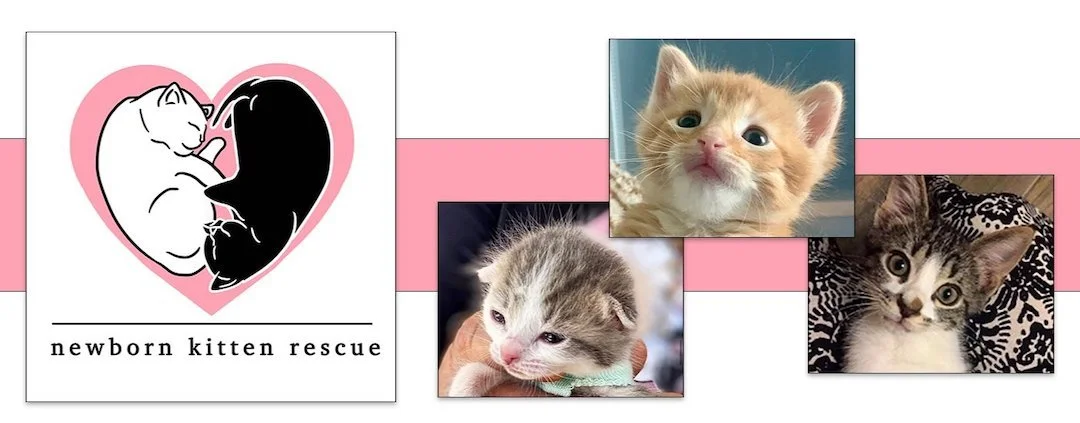 newborn kitten rescue