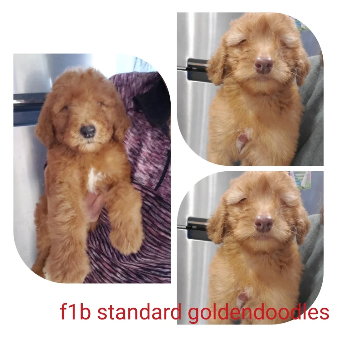 Standard Goldendoodle Full Grown