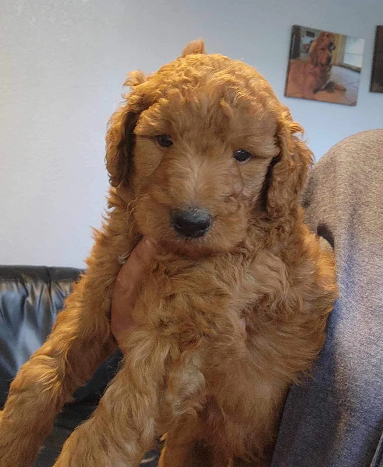 Standard Goldendoodle Puppies — Milwaukee Doodles