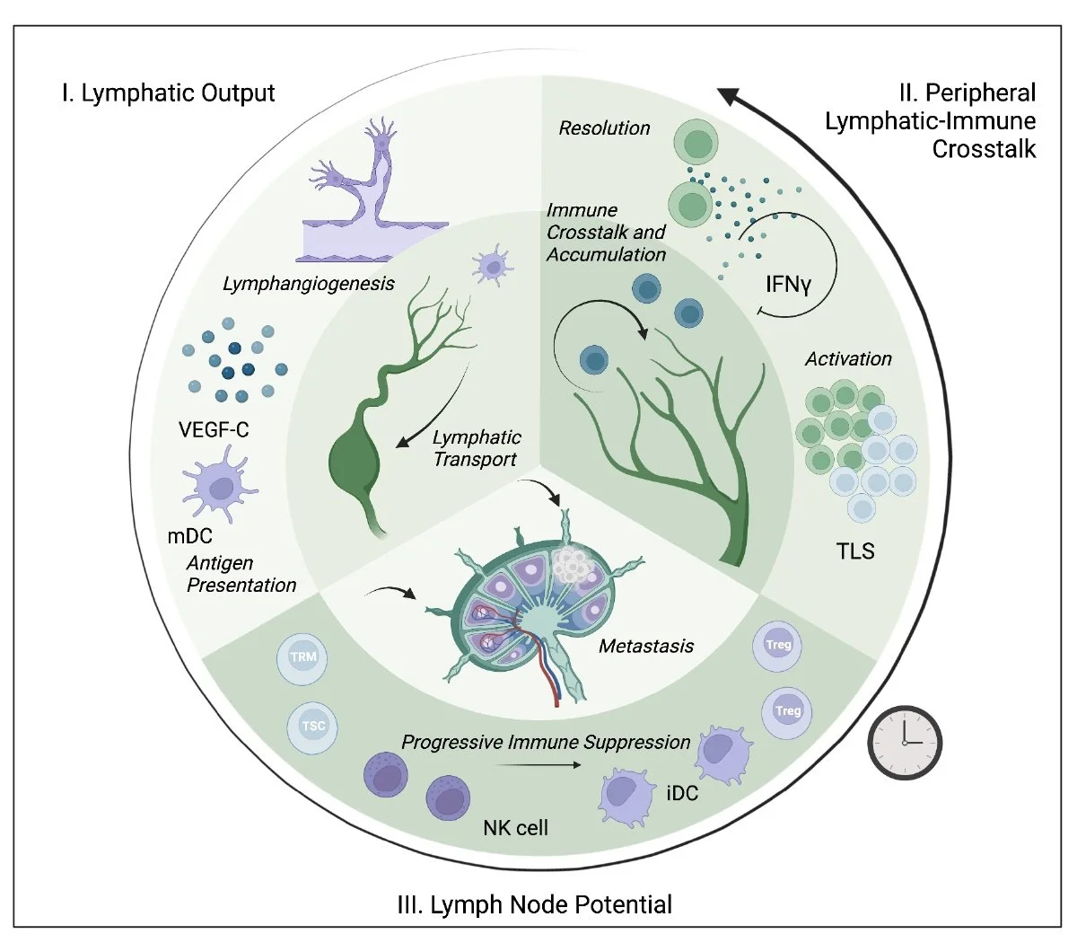 Lab News — Laboratory of Lymphatic Immunobiology