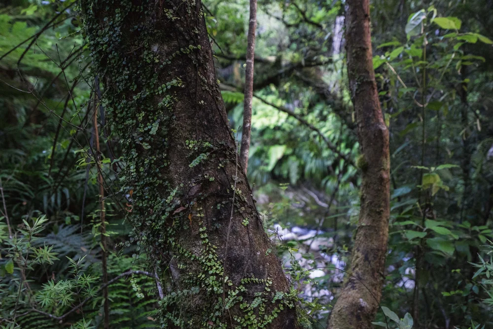 Waitawheta Hut — AOTEA ROAMERS