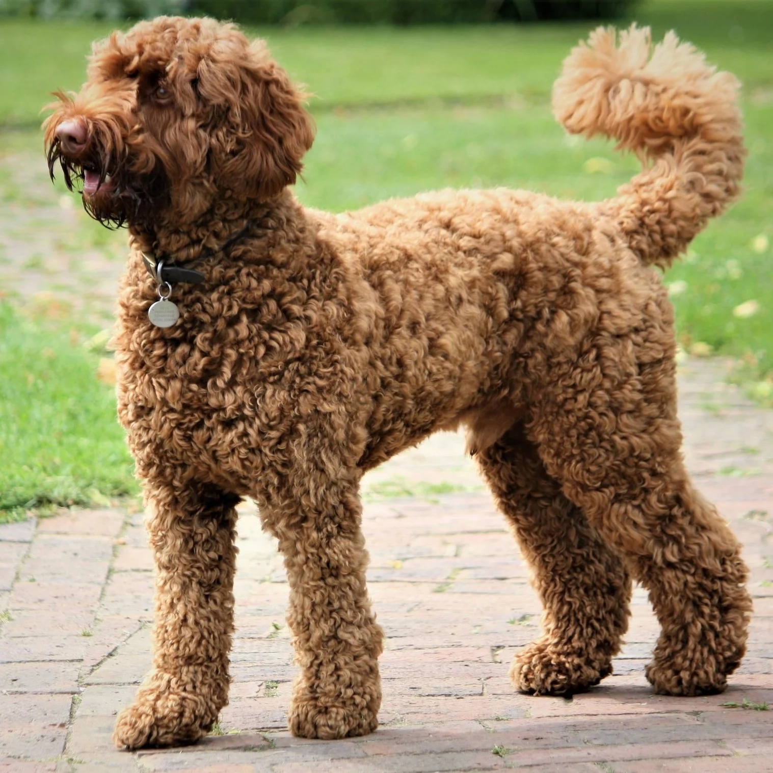 Grooming guide for wool coated dogs — The Holt Dog Spa