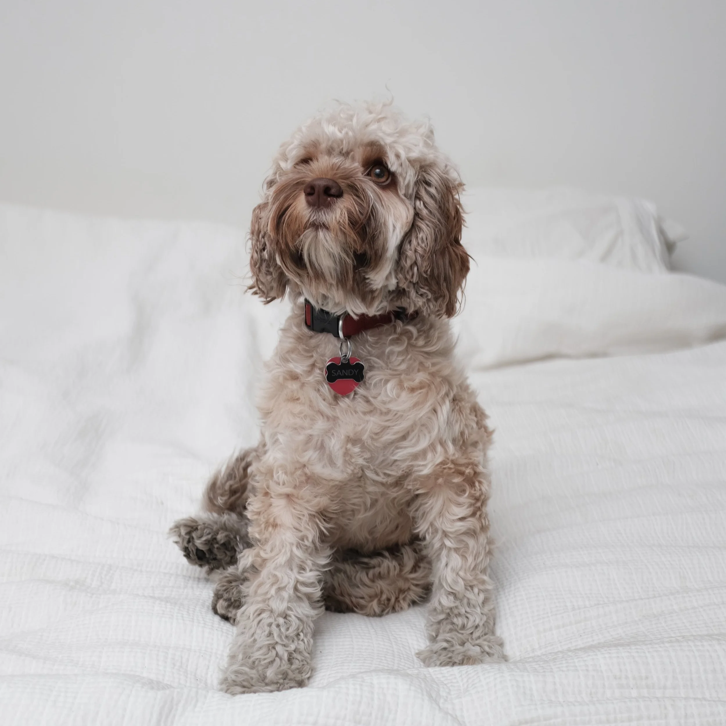 Grooming guide for wool coated dogs — The Holt Dog Spa