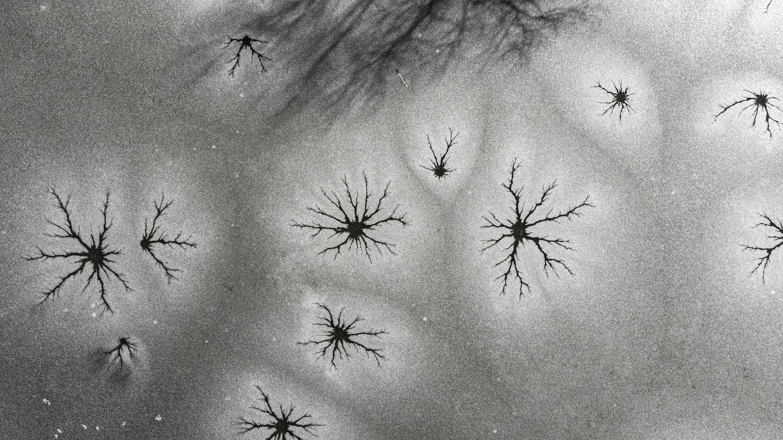 Real Ice Spiders