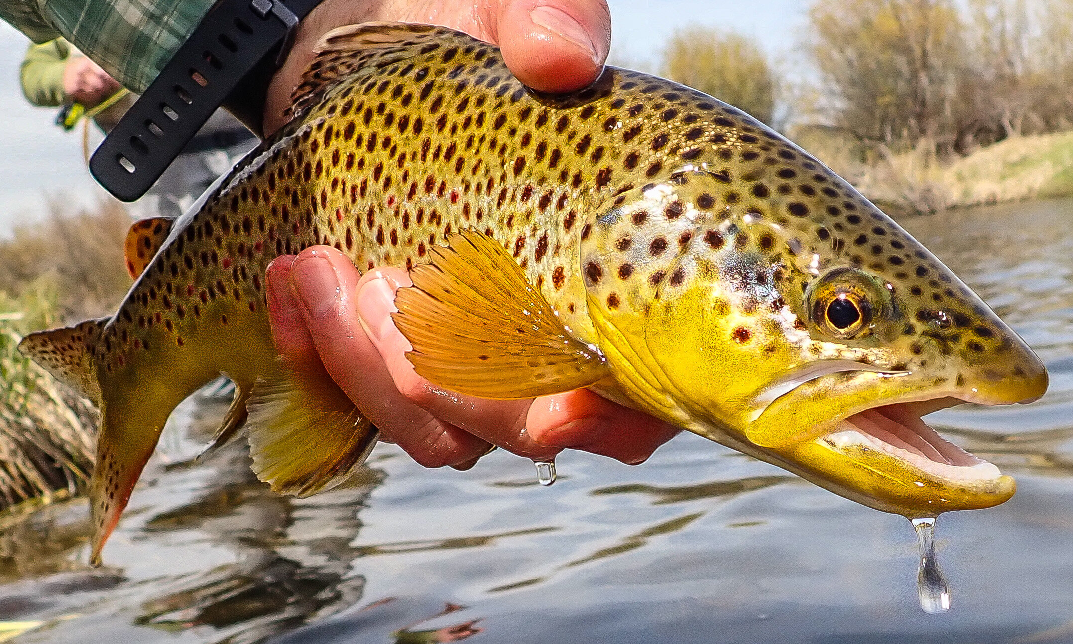 Catch Release Fish Handling Tips Cutthroat Chapter Of Trout Unlimited Catch Release Fish Handling Tips Cutthroat Chapter Of Trout Unlimited